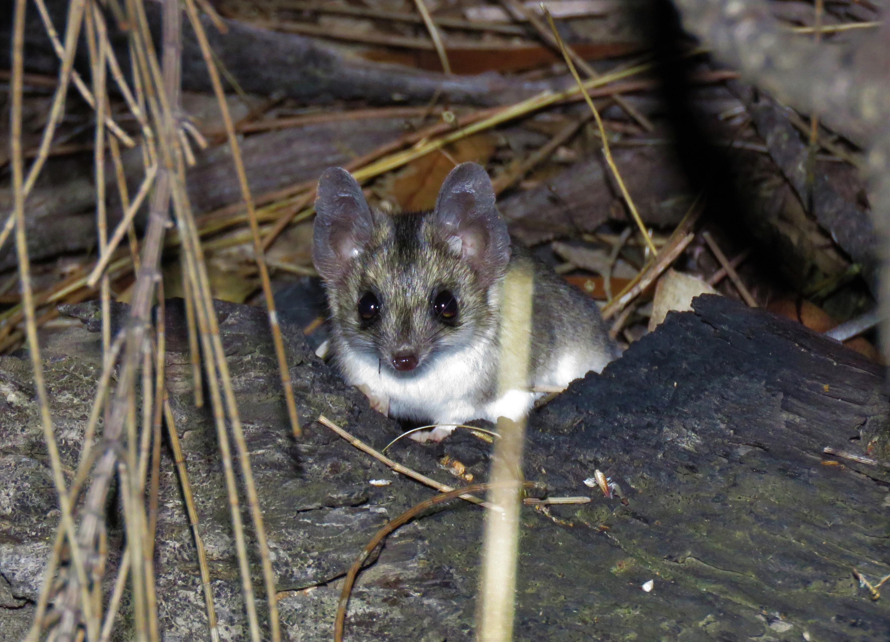 Wildlife of the West Australian Wheatbelt. – Quolling Around