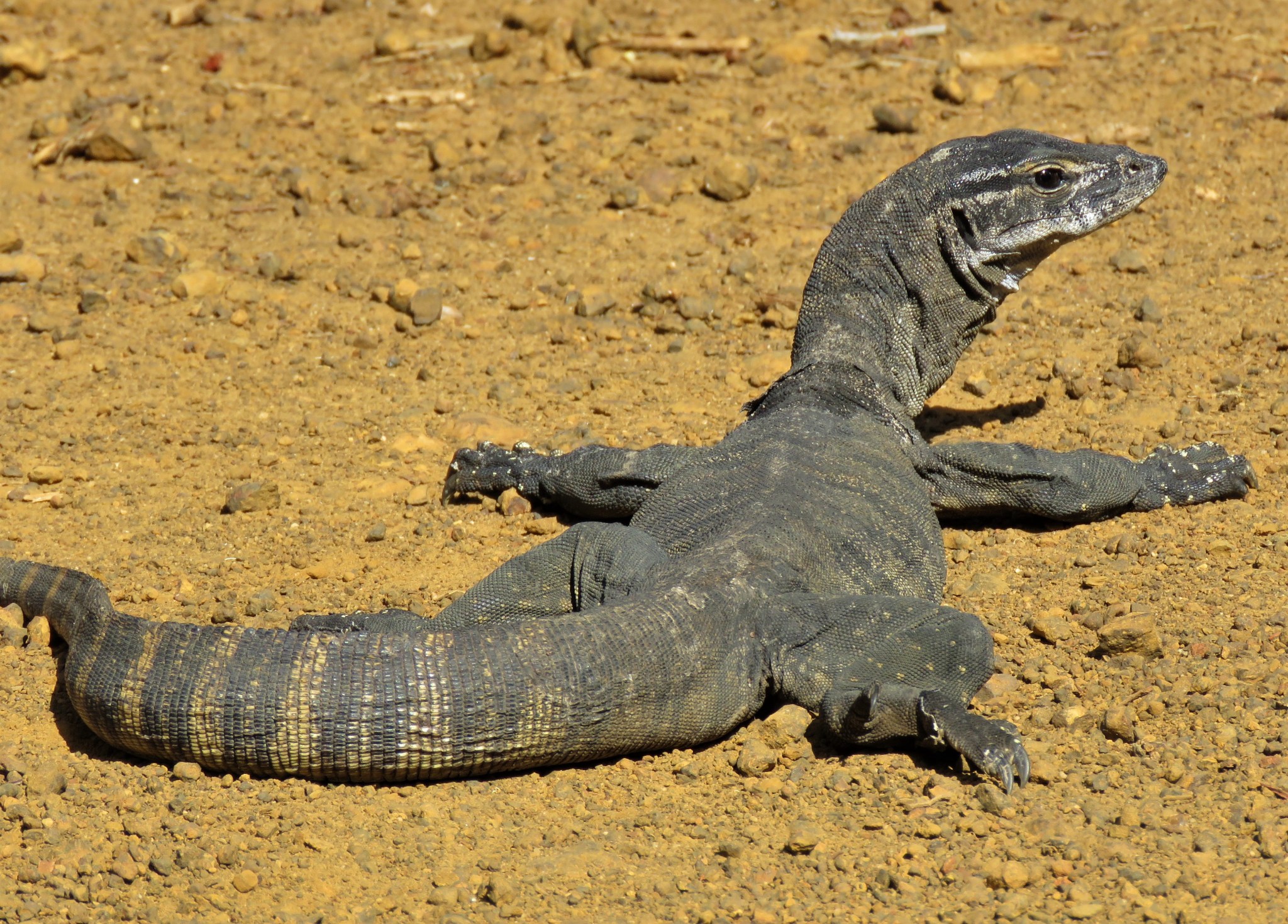 Radio Tracking Gilbert’s Potoroo at Mt Manypeaks. – Quolling Around