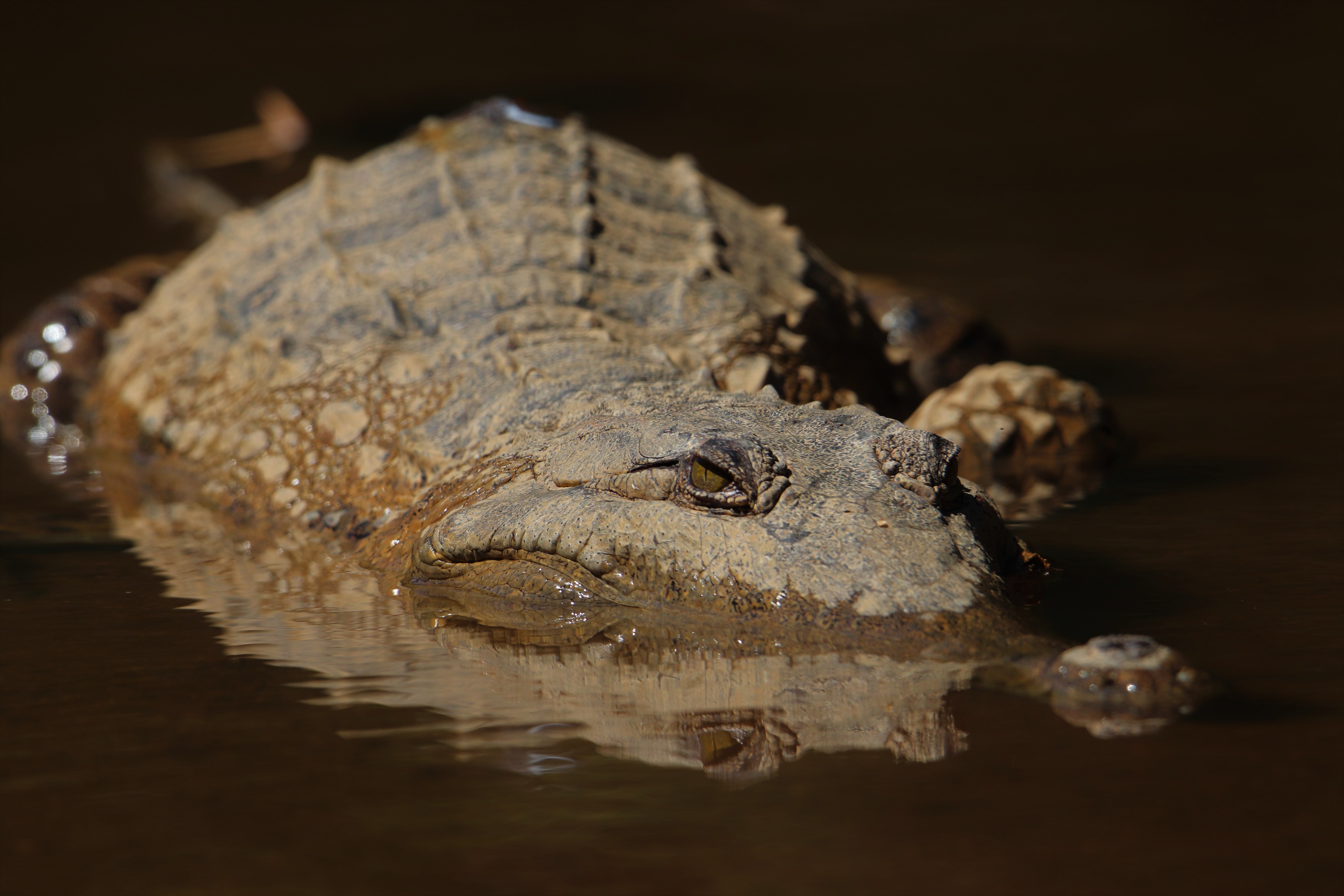 Kimberley Wildlife 2020 – Part 2 of 4 – Windjana Gorge – Freshwater ...