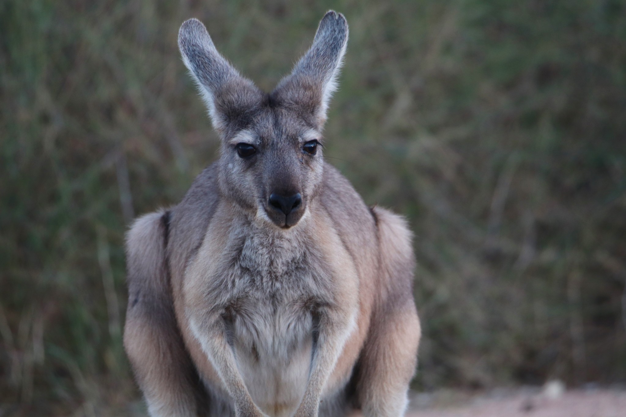Kimberley Wildlife 2020 – Part 1 of 4 – Heading North – Rothschild Rock ...