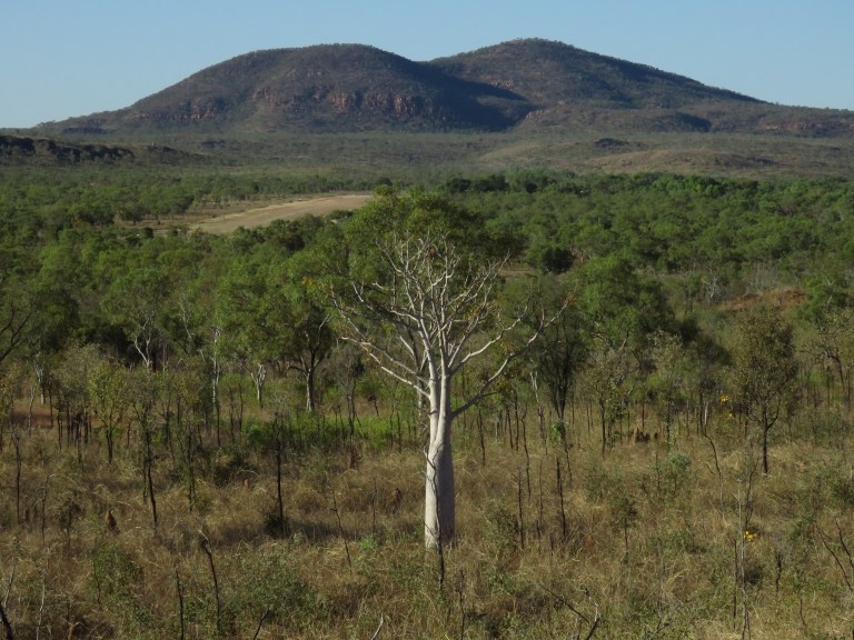 Kimberley Wildlife 2020 – Part 3 of 4 – Mount Hart Station – Northern ...
