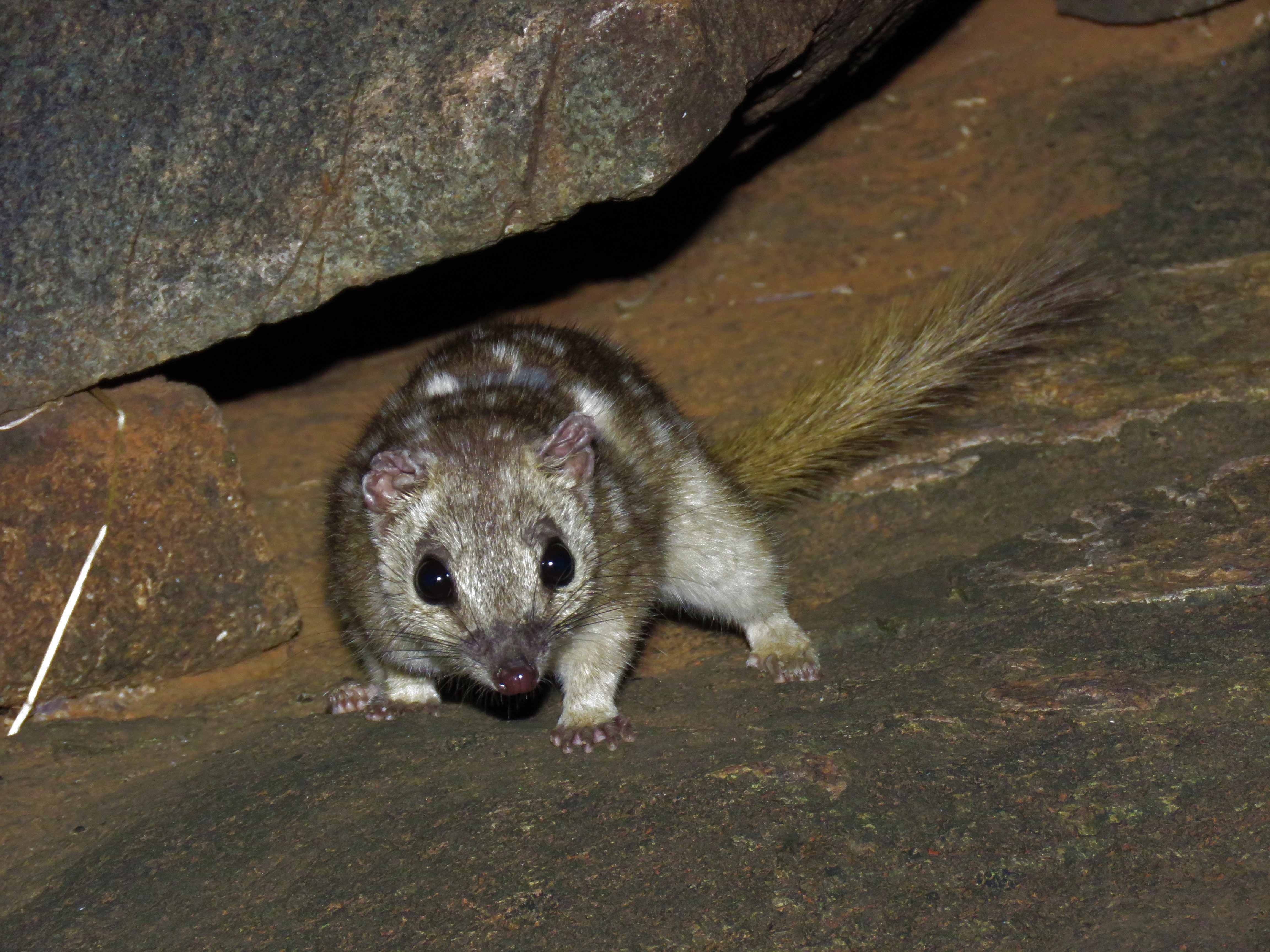 Kimberley Wildlife 2020 – Part 3 of 4 – Mount Hart Station – Northern ...
