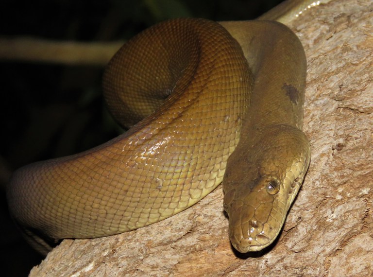 Kimberley Wildlife 2020 – Part 4 of 4 – Bell Gorge – Olive Python ...