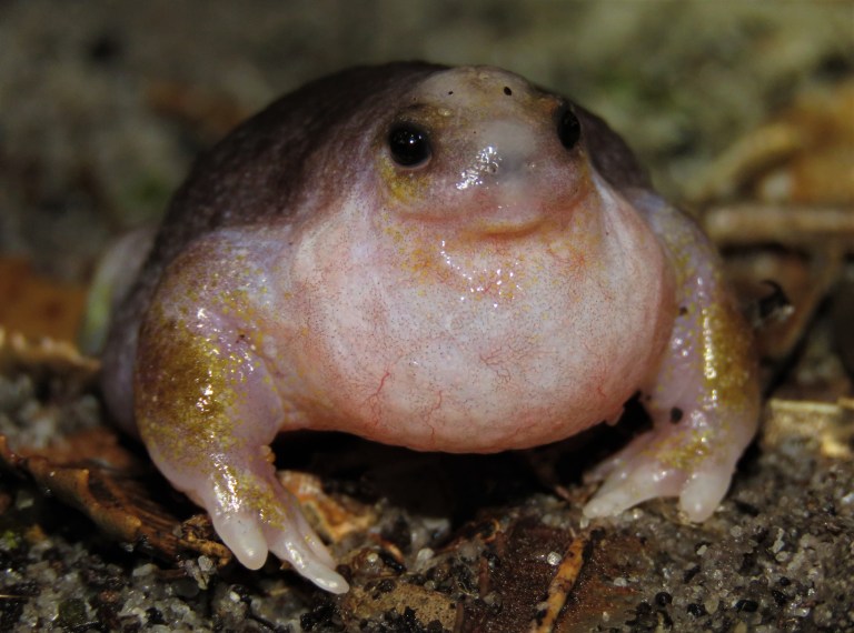 The Turtle Frogs of Bold Park – Perth. – Quolling Around