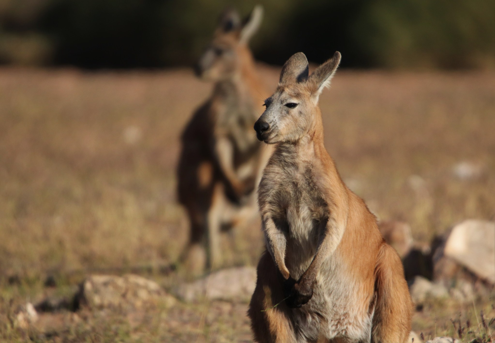 Kimberley Wildlife 2020 – Part 1 of 4 – Heading North – Rothschild Rock ...