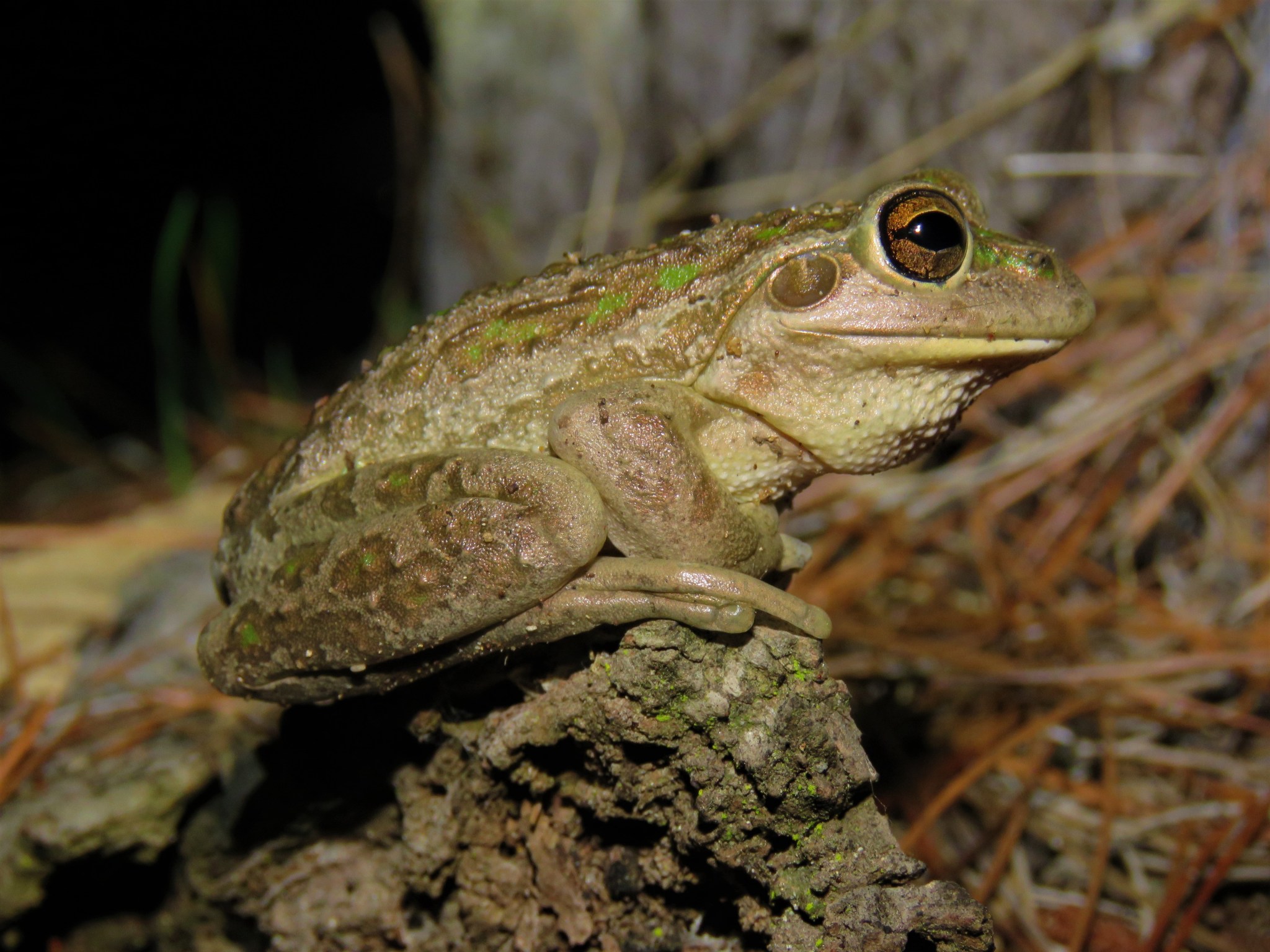 The Turtle Frogs of Bold Park – Perth. – Quolling Around