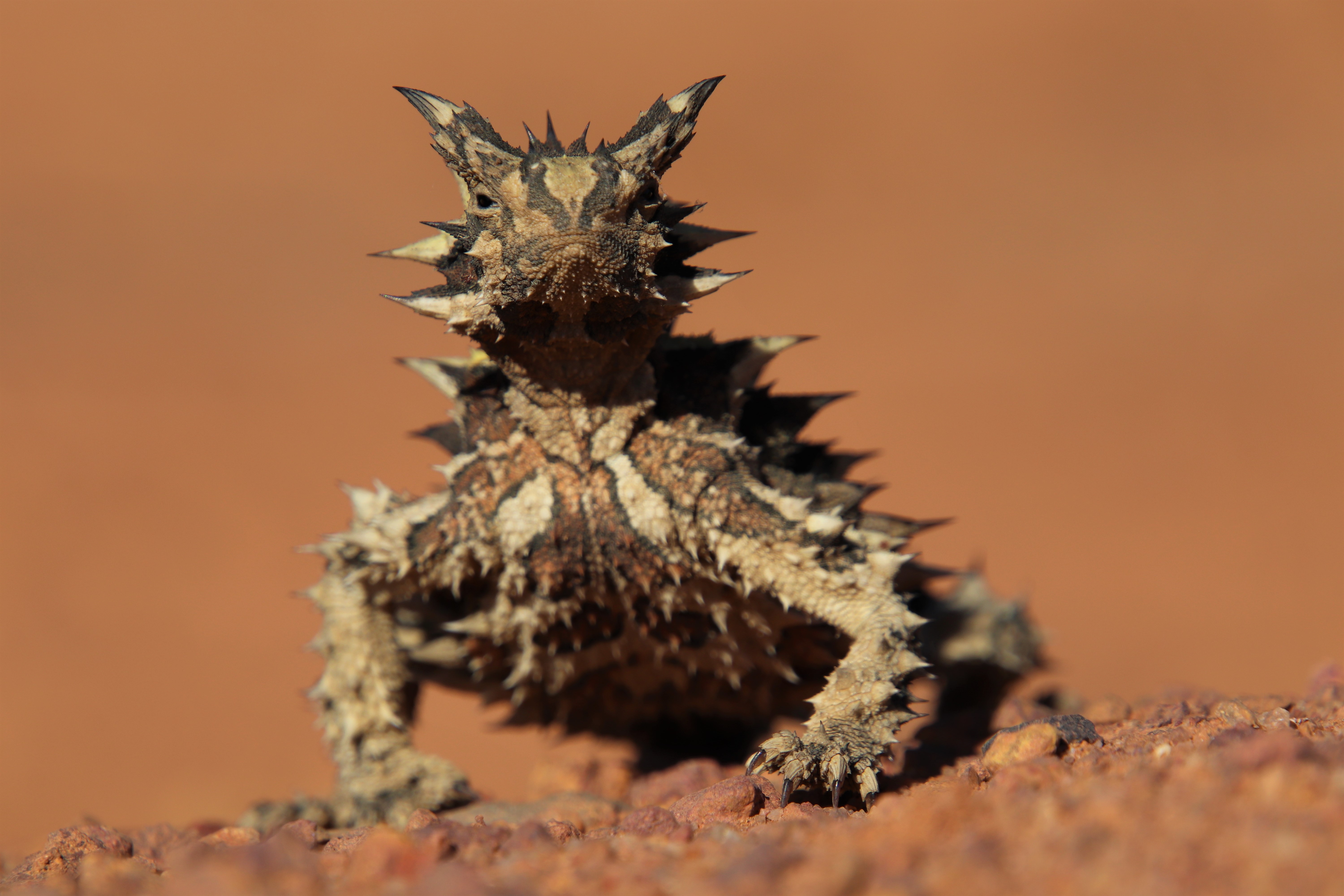 Australian Lizards – Herping the Thorny Devil – Quolling Around