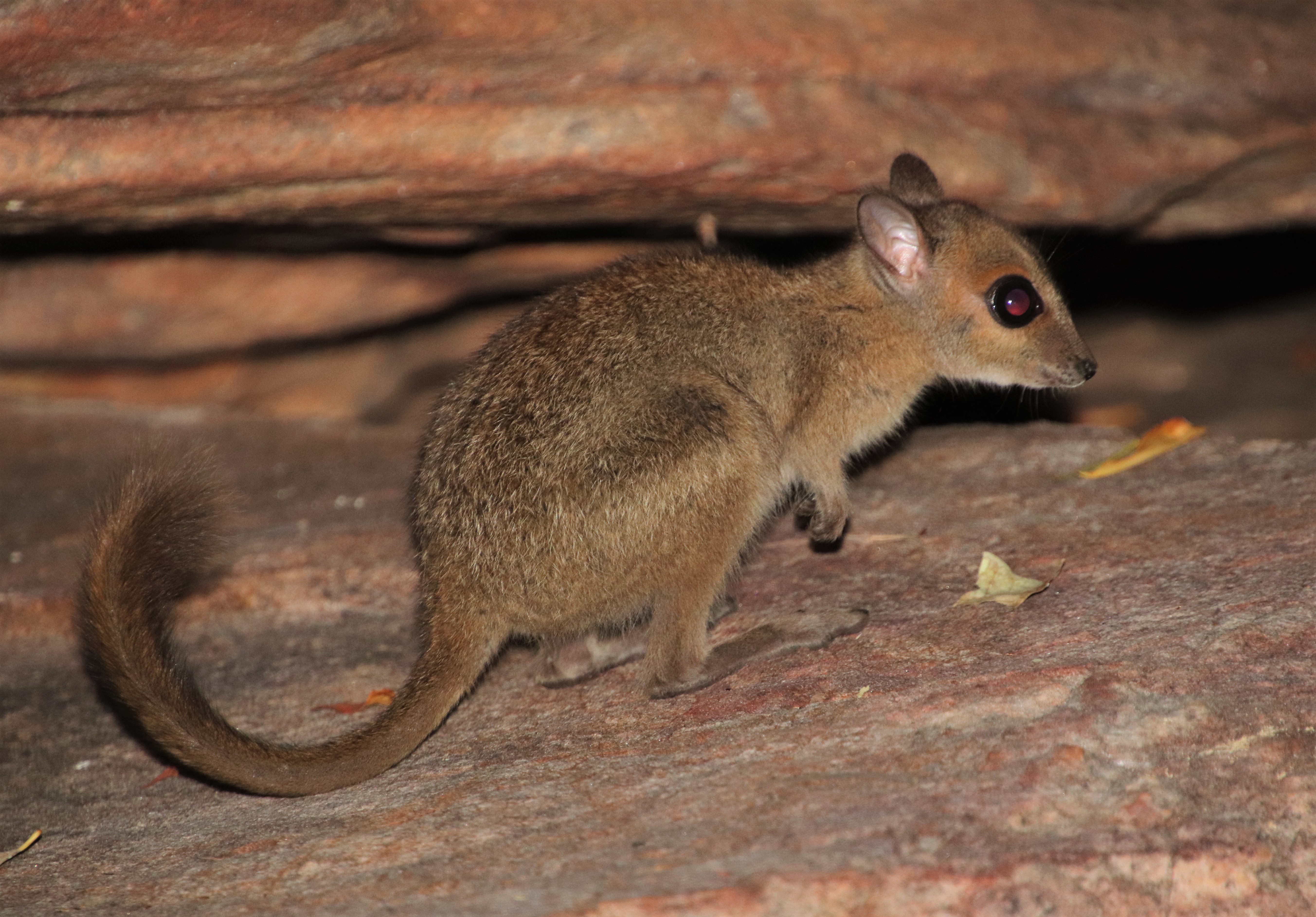Kimberley Wildlife 2021 – The Mitchell Plateau and Kununurra – Quolling ...