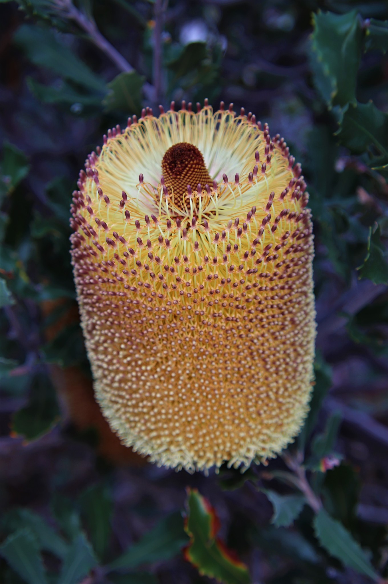 Banksias of the Wild South Coast. – Quolling Around