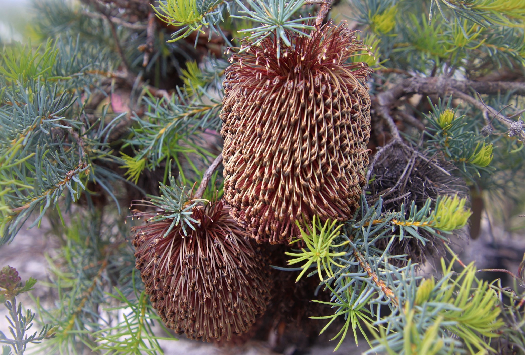 Banksias of the Wild South Coast. – Quolling Around