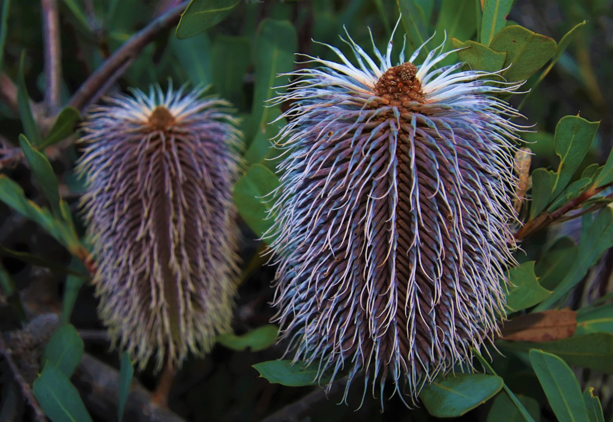 Banksias of the Wild South Coast. – Quolling Around