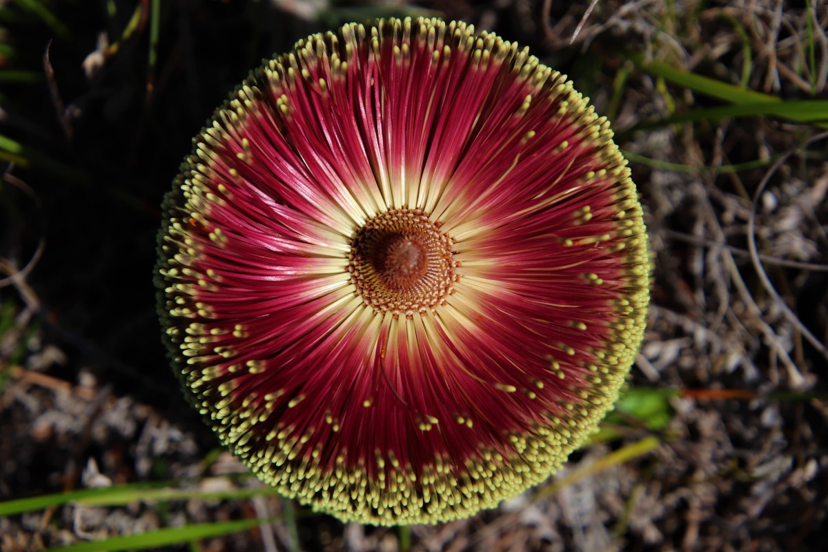 Banksias of the true Southwest – The Cool, Damp Corner. – Quolling Around