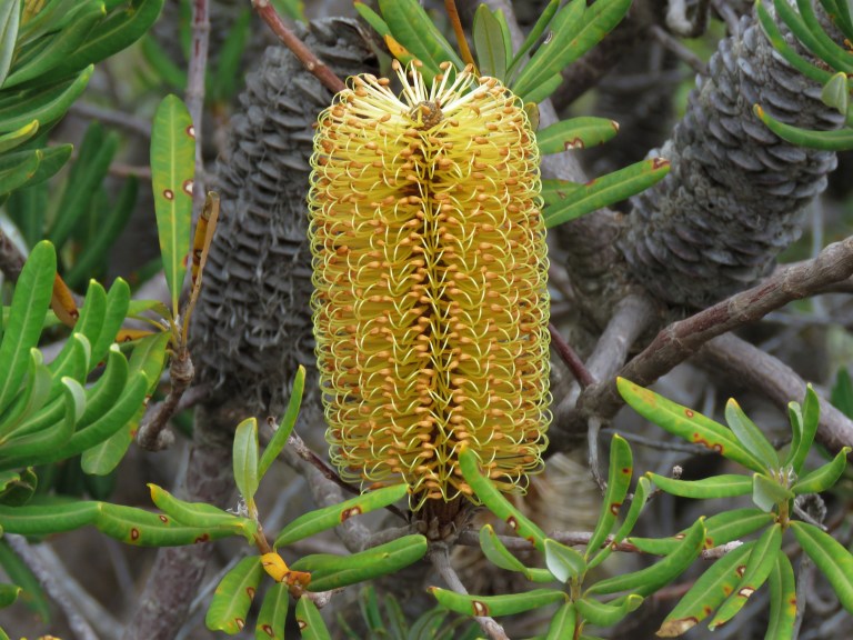 Banksias of the true Southwest – The Cool, Damp Corner. – Quolling Around