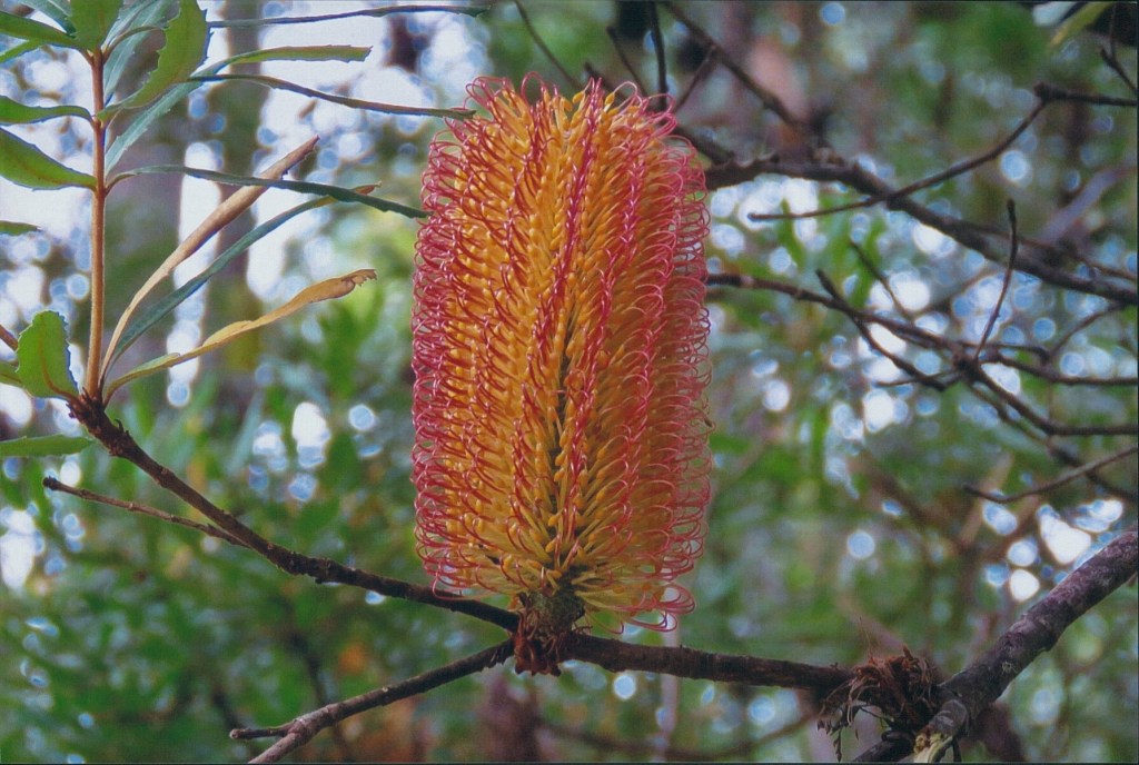 Banksias of the true Southwest – The Cool, Damp Corner. – Quolling Around