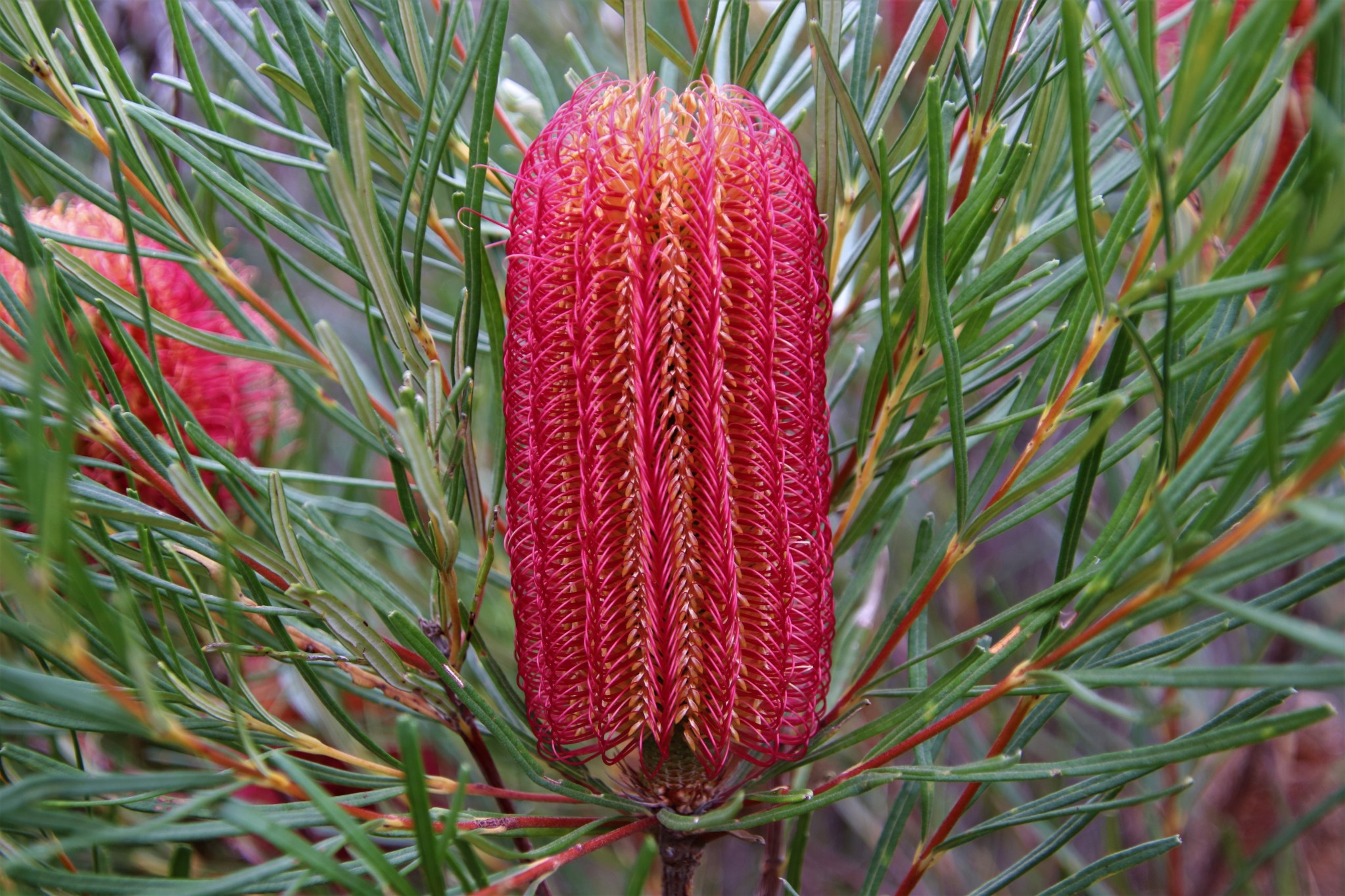 Banksias of the true Southwest – The Cool, Damp Corner. – Quolling Around