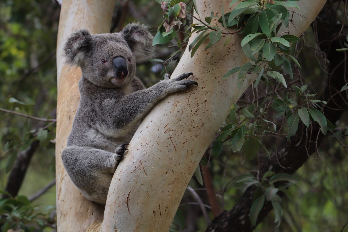 Northern Australia Part 4 – Wildlife of Tropical North Queensland ...