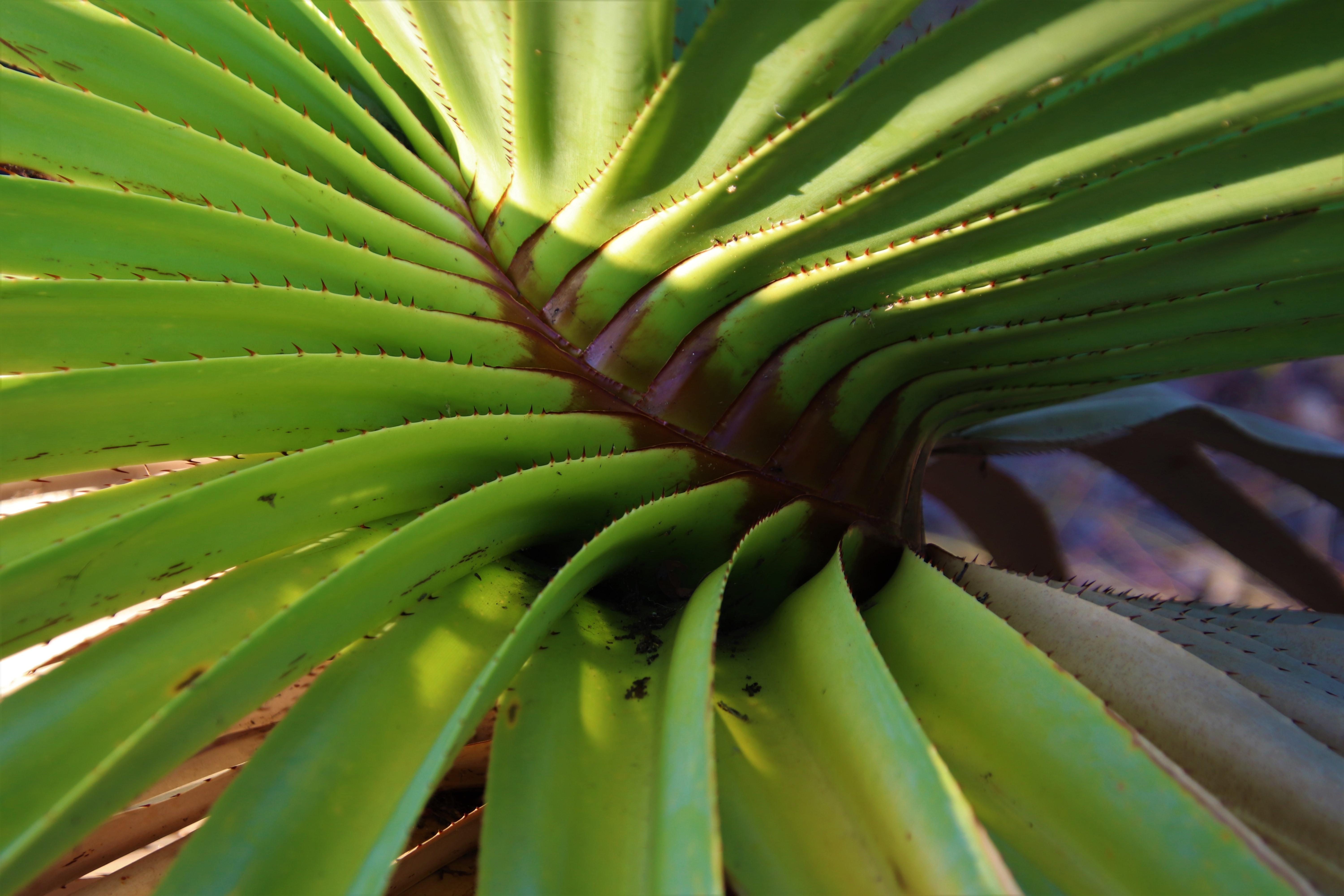Northern Australia Part 2 – The Jatbula Trail – Quolling Around