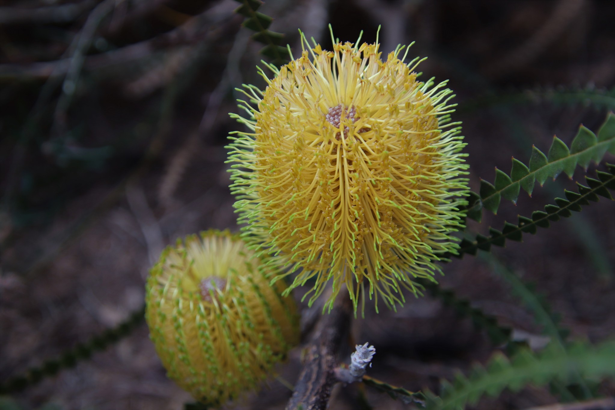 Banksias of Perth and the Northern Sandplains – Quolling Around