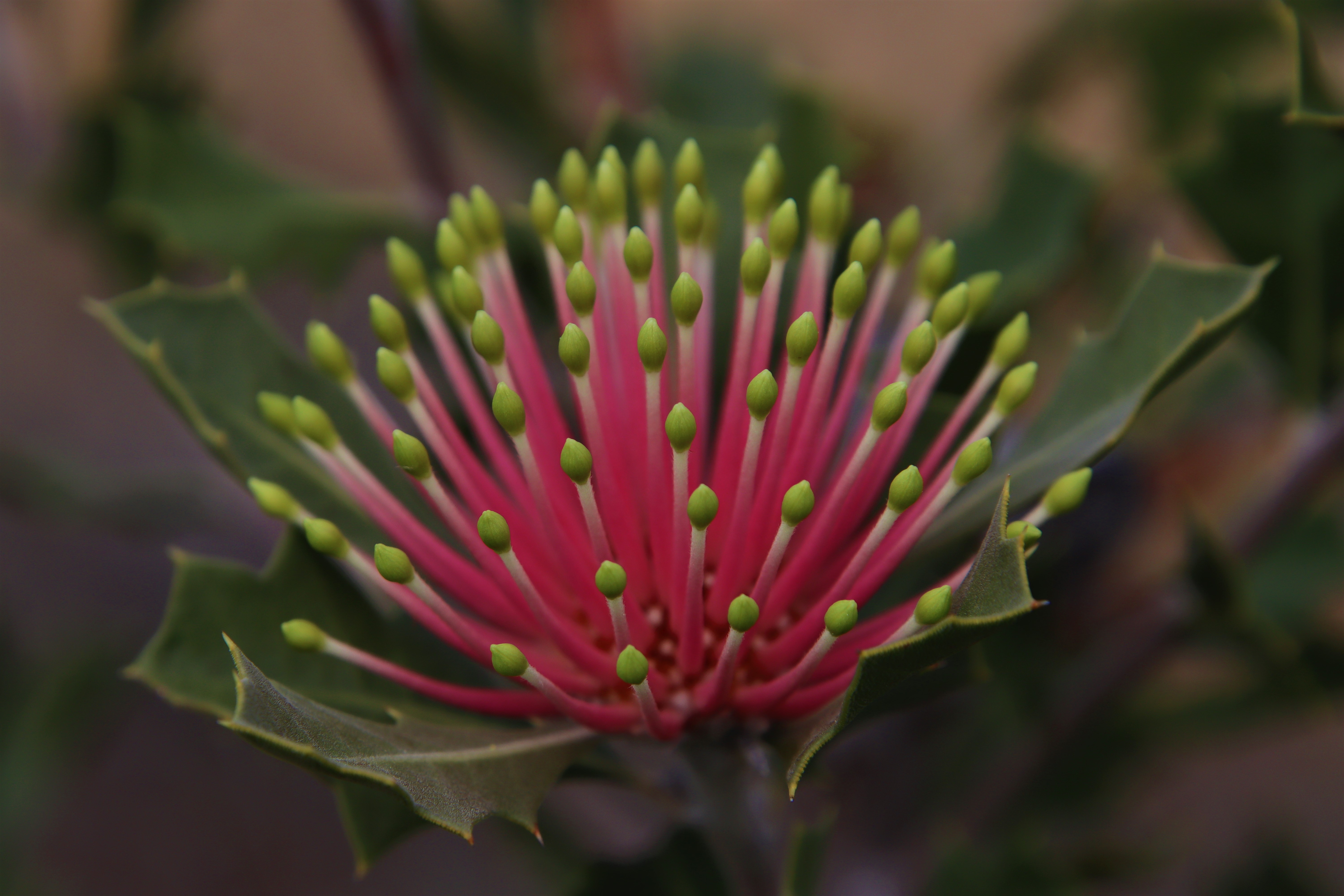 Banksias of the true Southwest – The Cool, Damp Corner. – Quolling Around