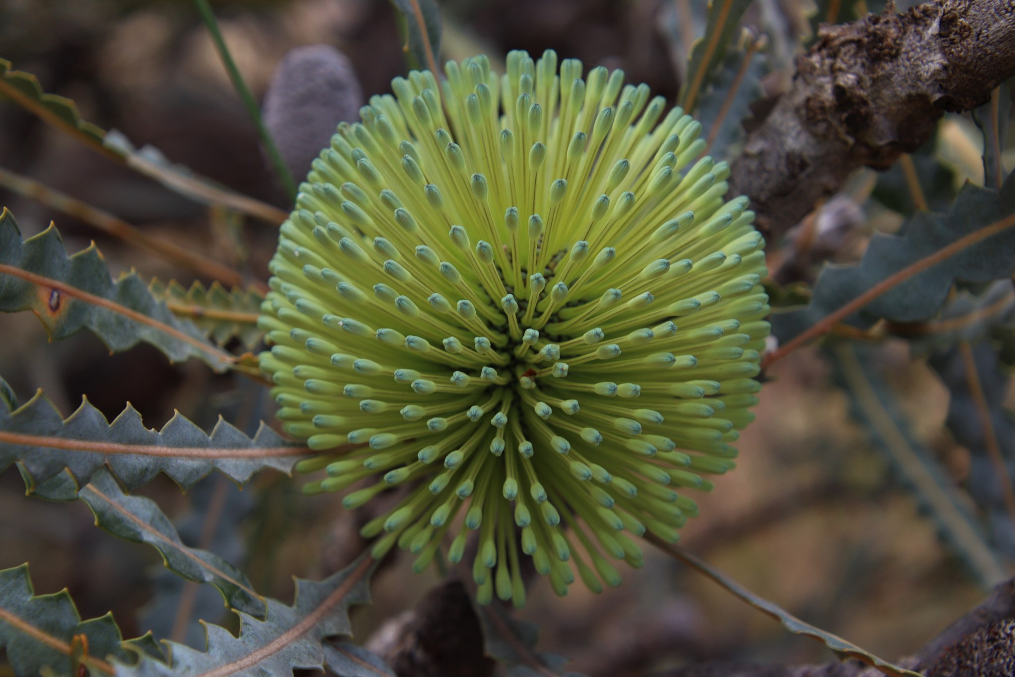 Banksias of Perth and the Northern Sandplains – Quolling Around