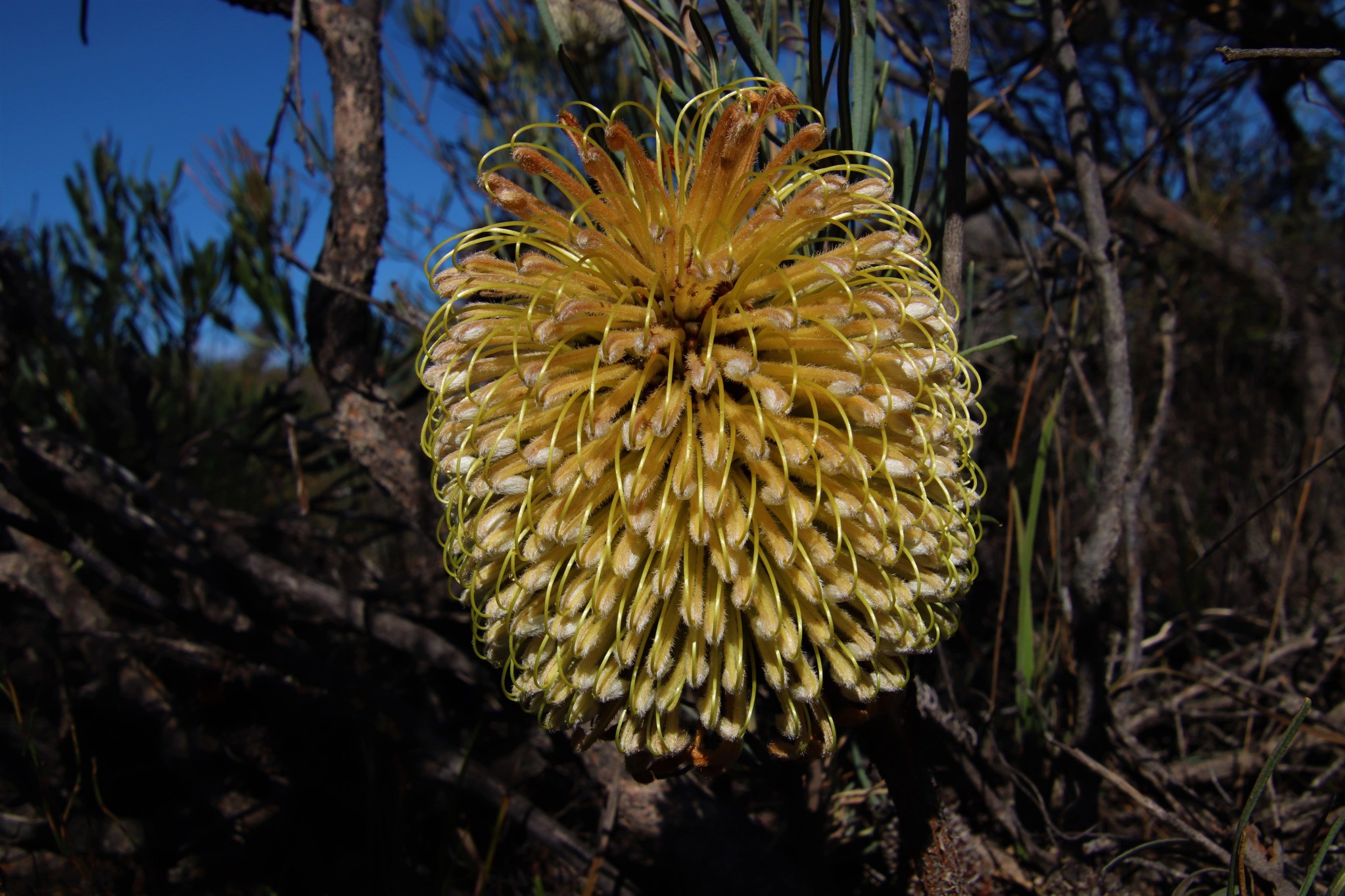 Banksias of Perth and the Northern Sandplains – Quolling Around