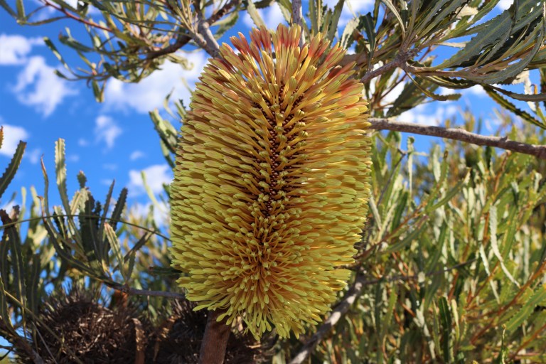 Banksias of Perth and the Northern Sandplains – Quolling Around