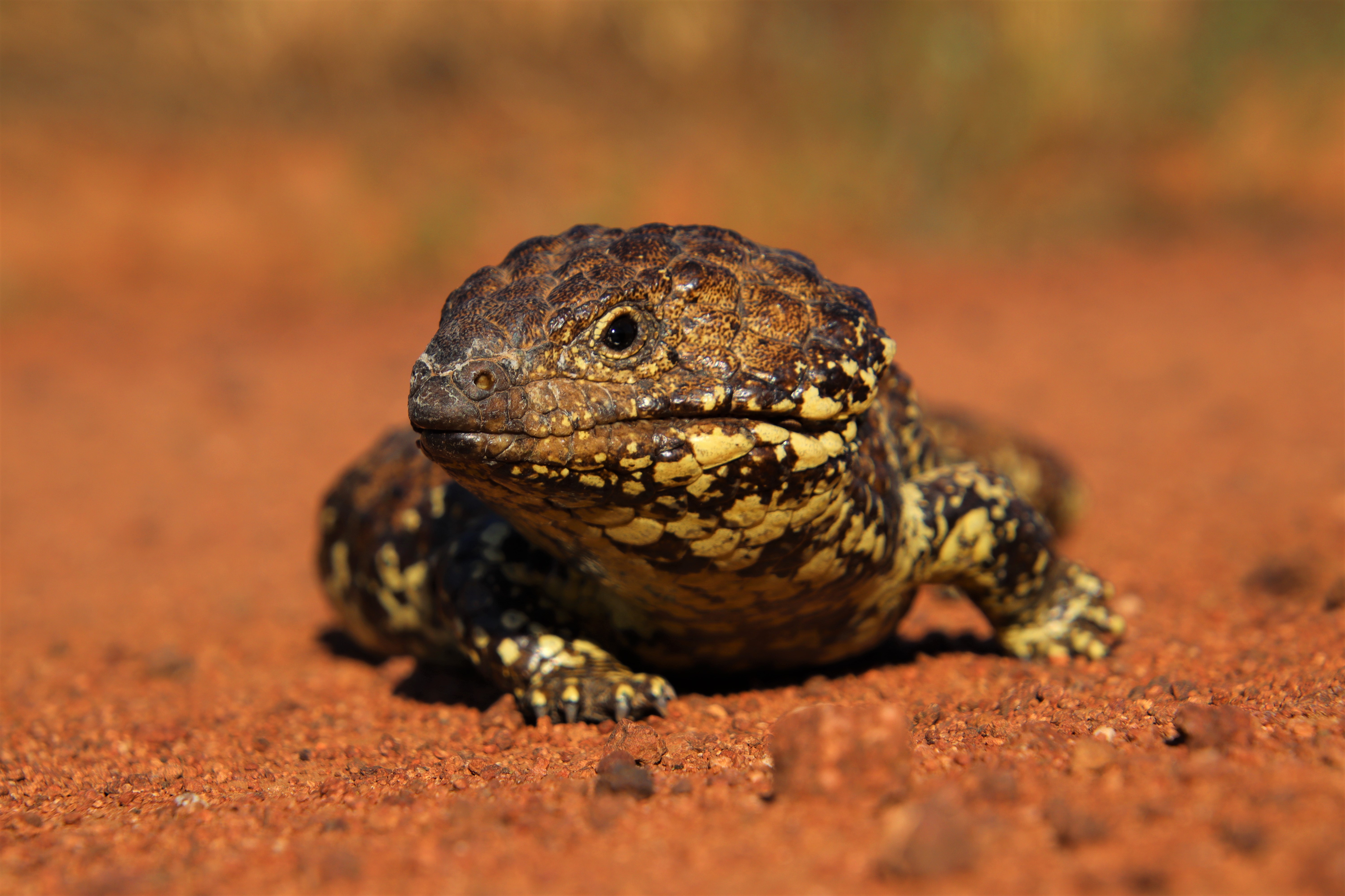 South Australia Part 4 of 4 – Adelaide, Brookfield, The Gawler Ranges ...