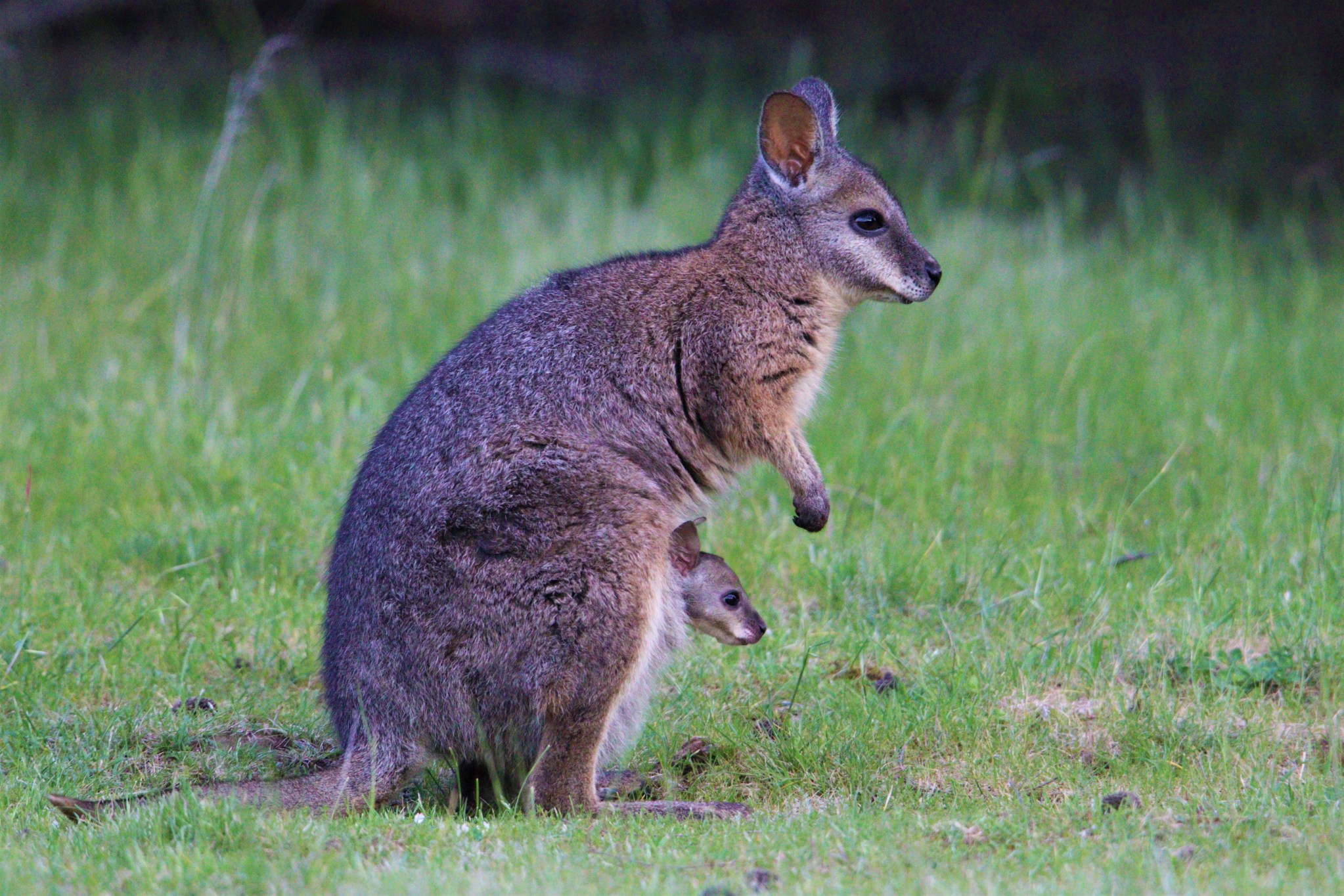 South Australia Part 3 of 4 – Kangaroo Island – Quolling Around