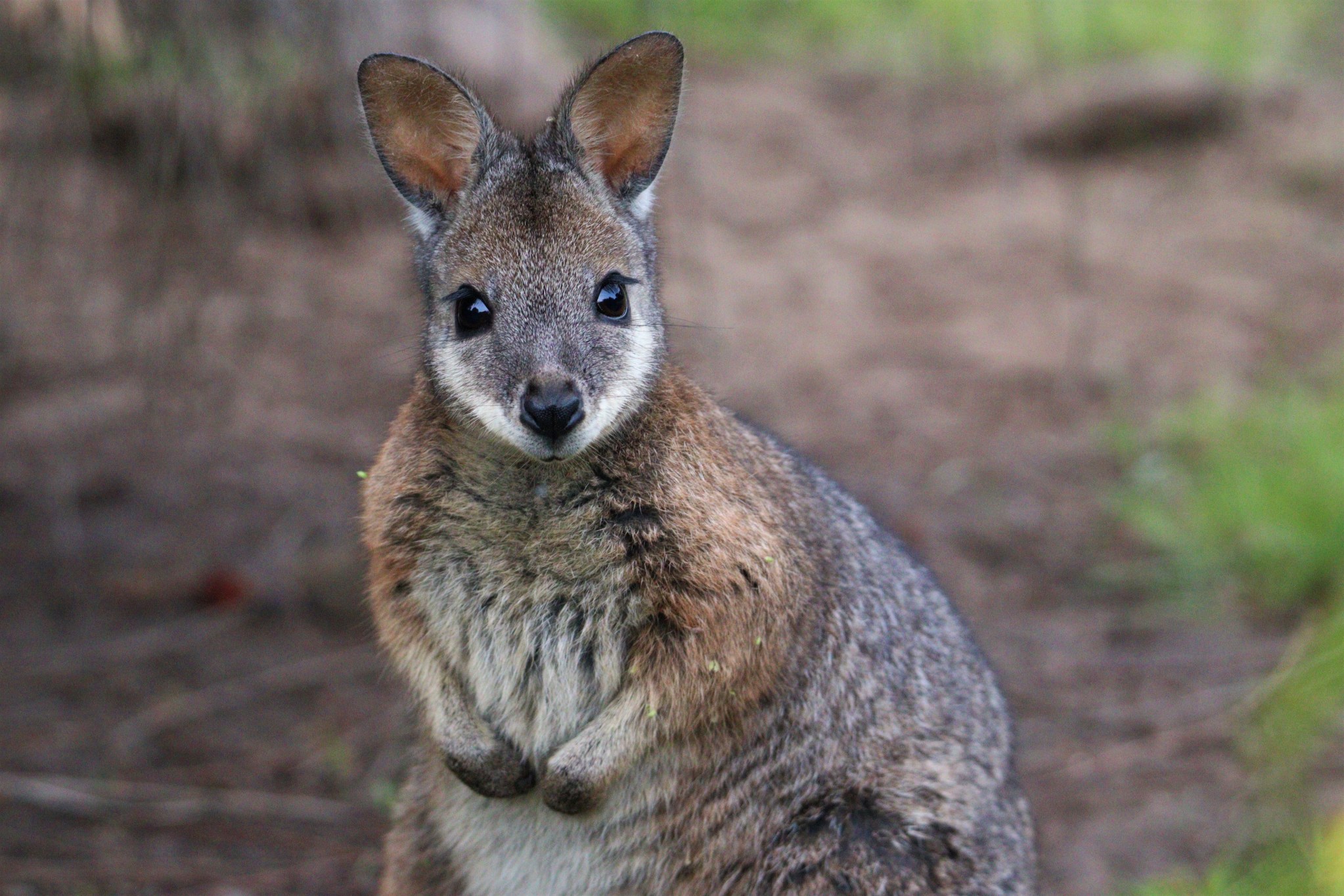 South Australia Part 3 of 4 – Kangaroo Island – Quolling Around