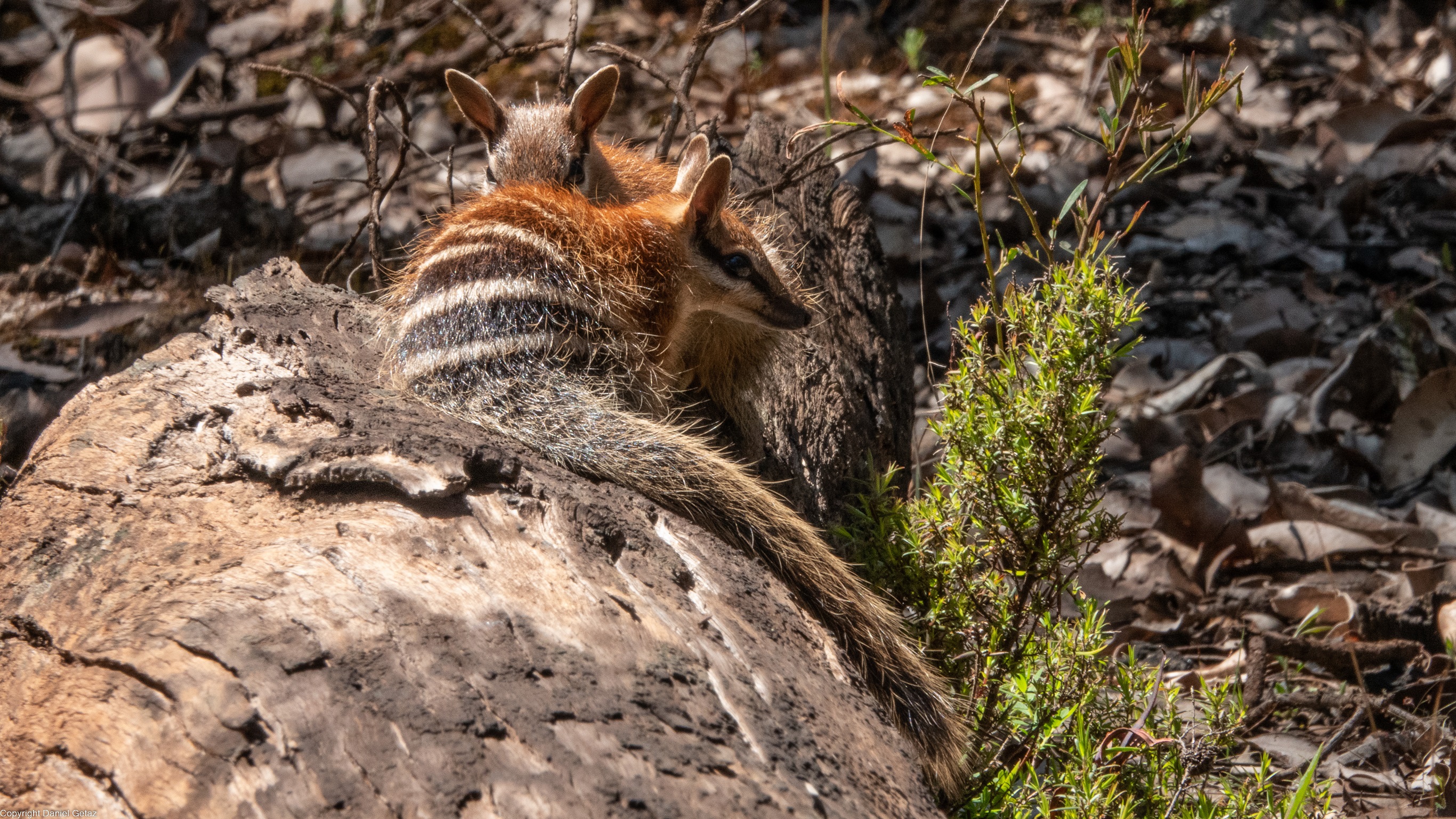 The Numbat Log – Perup Nature Reserve. – Quolling Around