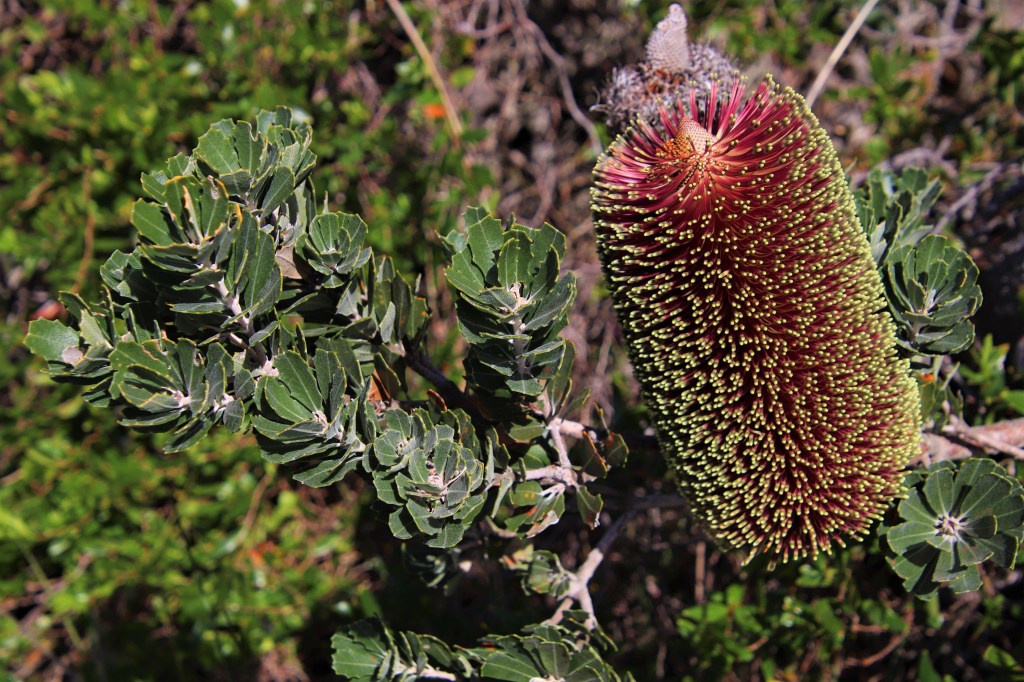 Banksias of the true Southwest – The Cool, Damp Corner. – Quolling Around