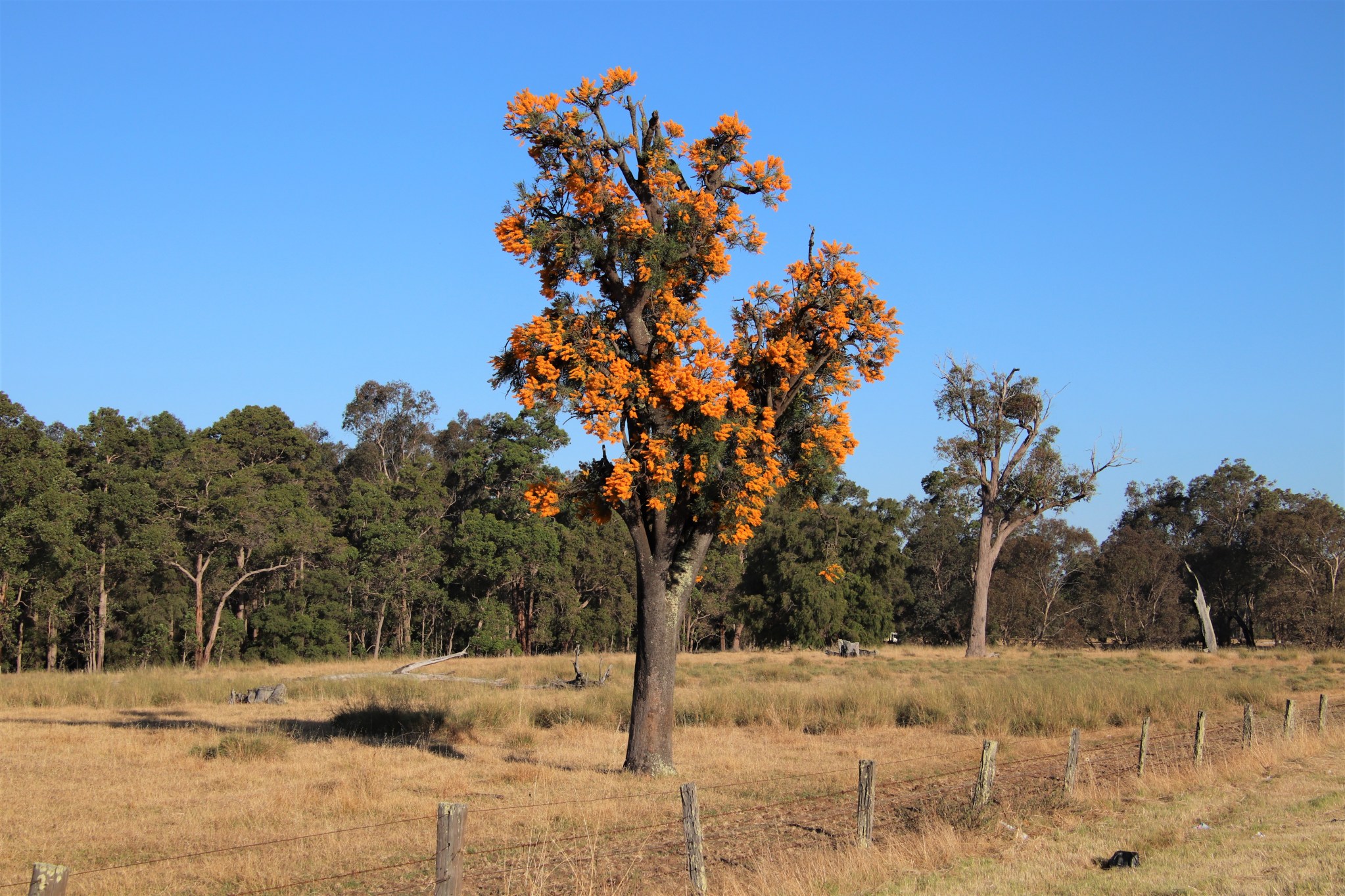 The Australian Christmas Tree – Quolling Around