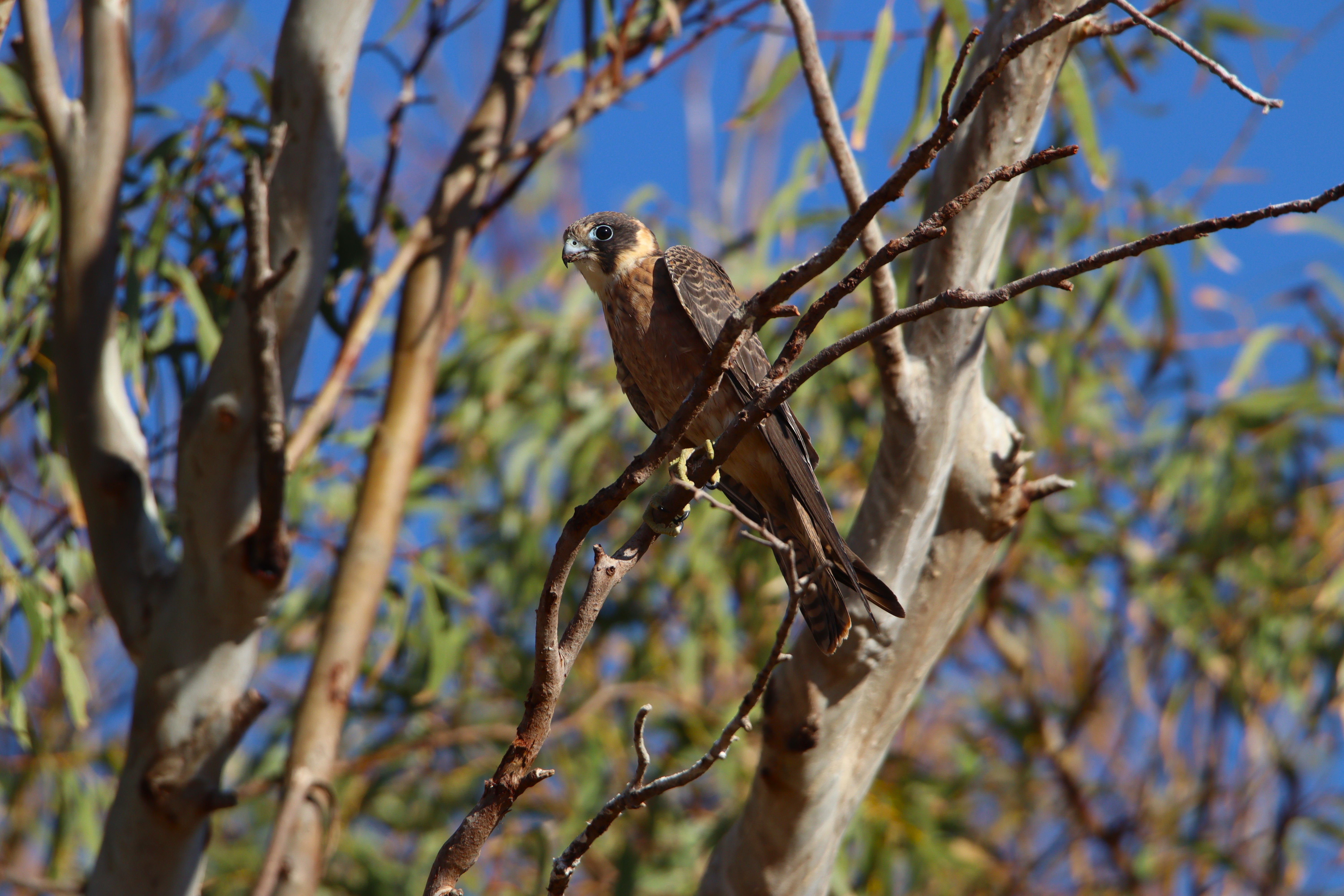 Winter in Carnarvon – Part 1, Burrowing Bees and Burrowing Frogs ...