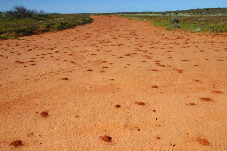 Winter in Carnarvon – Part 1, Burrowing Bees and Burrowing Frogs ...