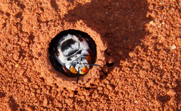 Winter in Carnarvon – Part 1, Burrowing Bees and Burrowing Frogs ...