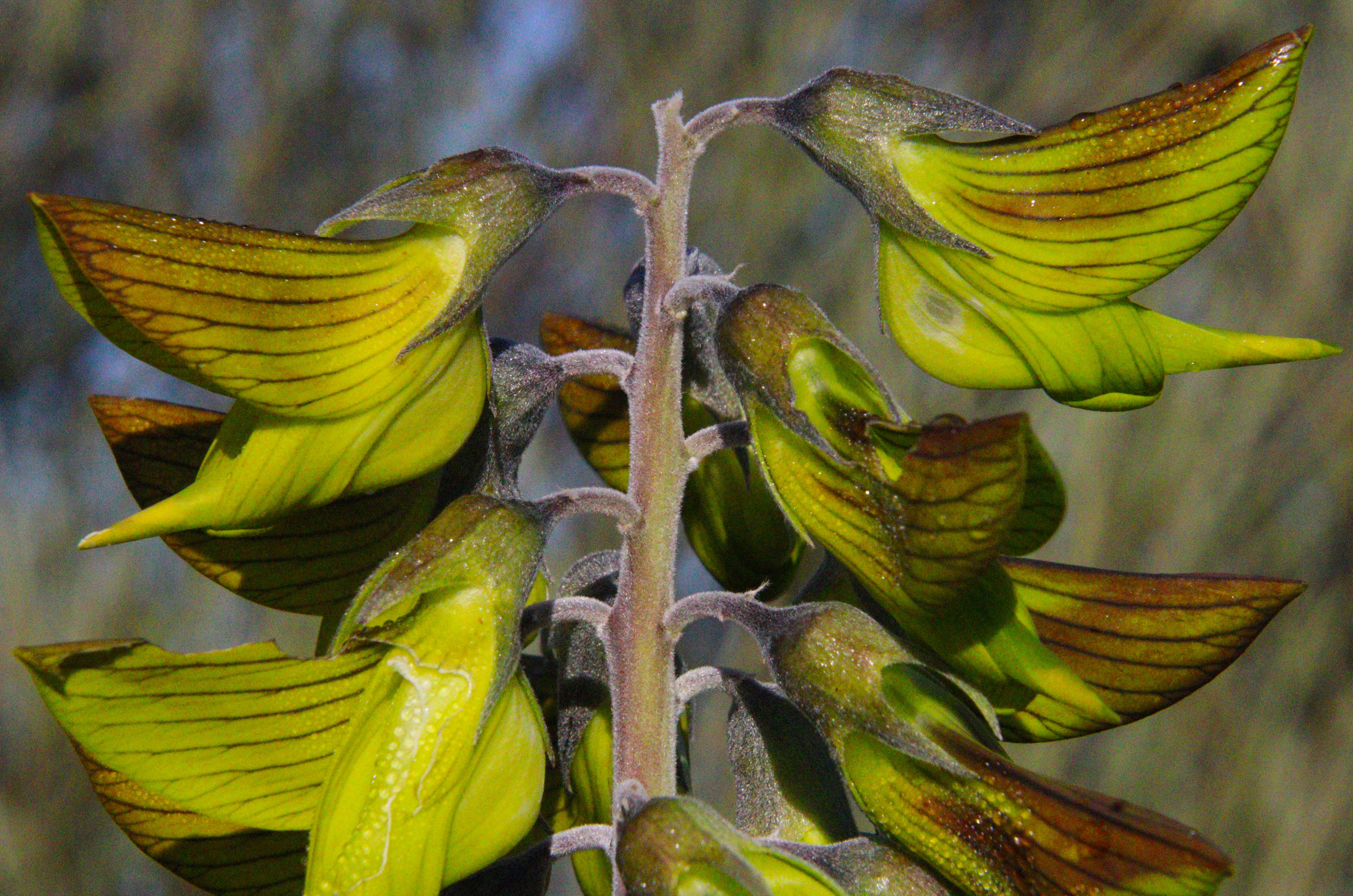 Winter in Carnarvon – Part 1, Burrowing Bees and Burrowing Frogs ...