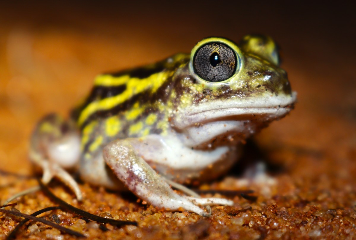 Winter in Carnarvon – Part 1, Burrowing Bees and Burrowing Frogs ...