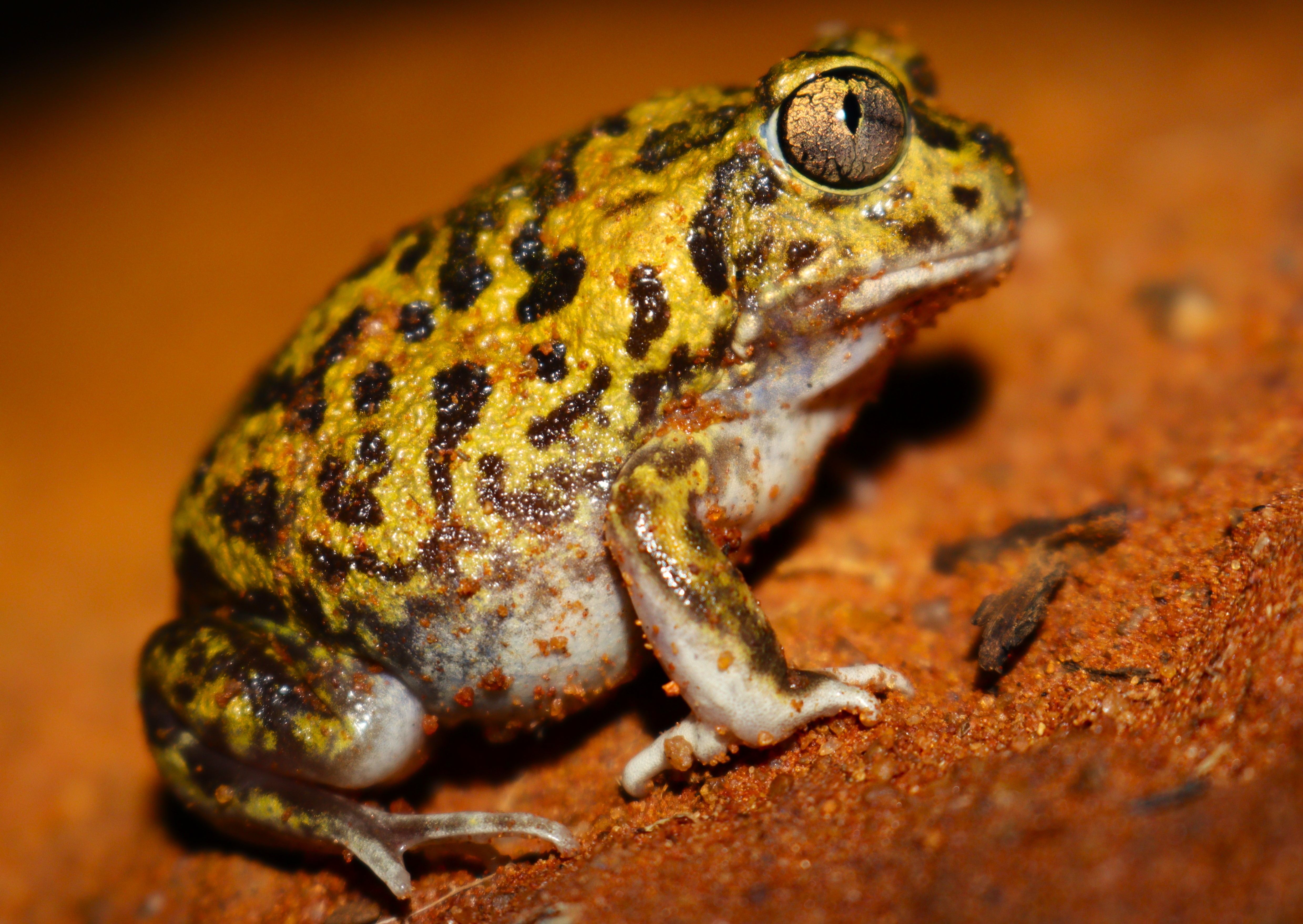 Winter in Carnarvon – Part 1, Burrowing Bees and Burrowing Frogs ...