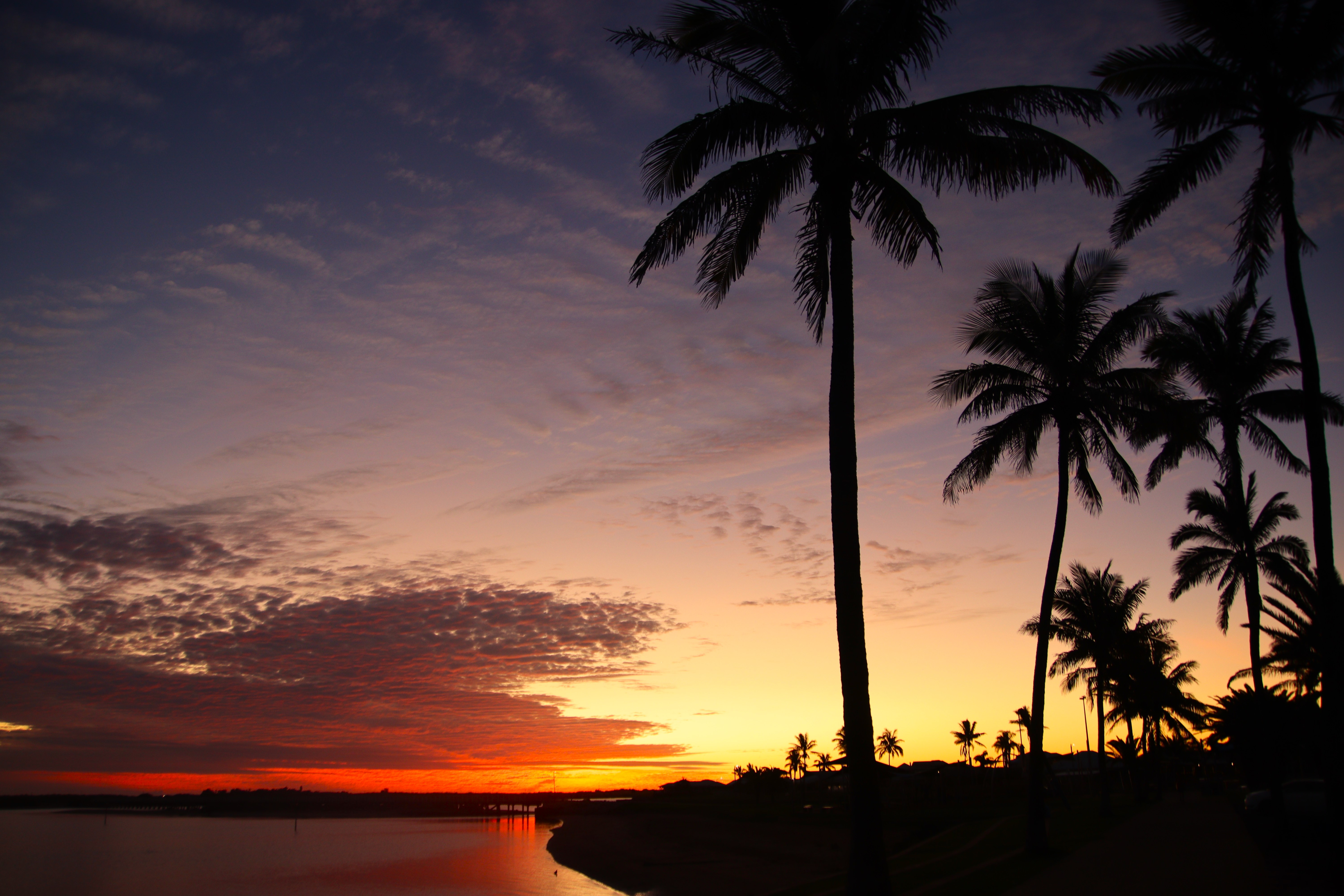 Winter in Carnarvon – Part 1, Burrowing Bees and Burrowing Frogs ...